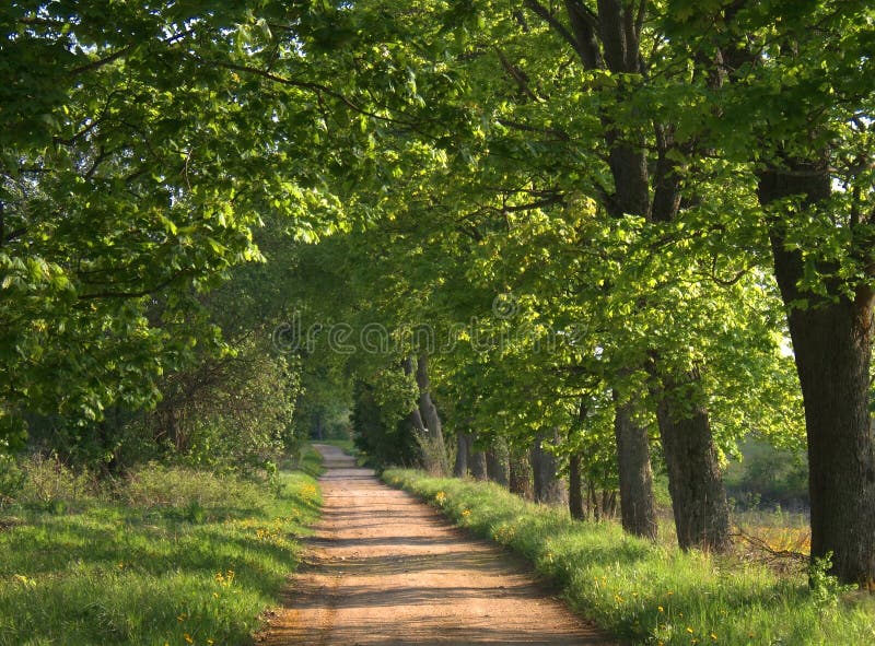 Spring road stock image. Image of farm, leaves, north - 5357623