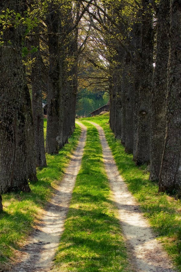 Spring road stock image. Image of road, roads, green, trees - 779667