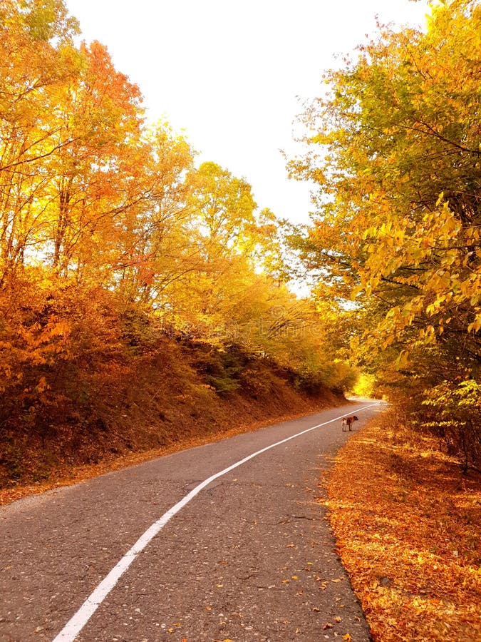 Spring Road & X28;with a Doggy& X29; Stock Image - Image of branch ...