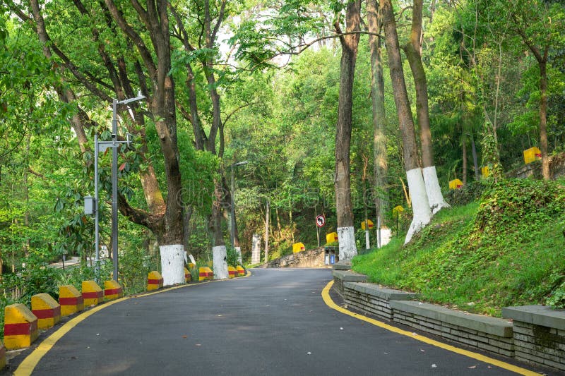 Spring road in forest stock photo. Image of park, curve - 314661460