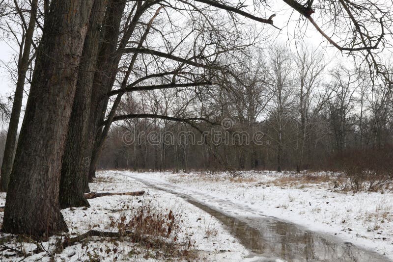 Spring Snow Melts in the Forest Stock Photo - Image of autumn, melts ...