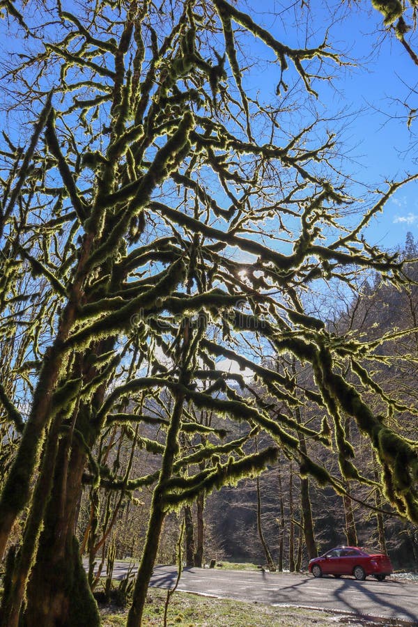 Spring Road in the Mountains with Trees Overgrown with Green Moss Stock ...