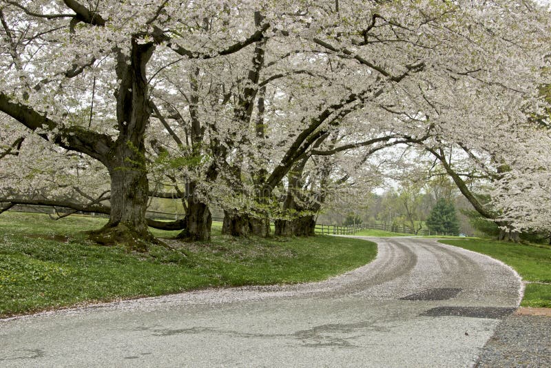 Spring Road stock photo. Image of spring, trees, cherry - 39687946