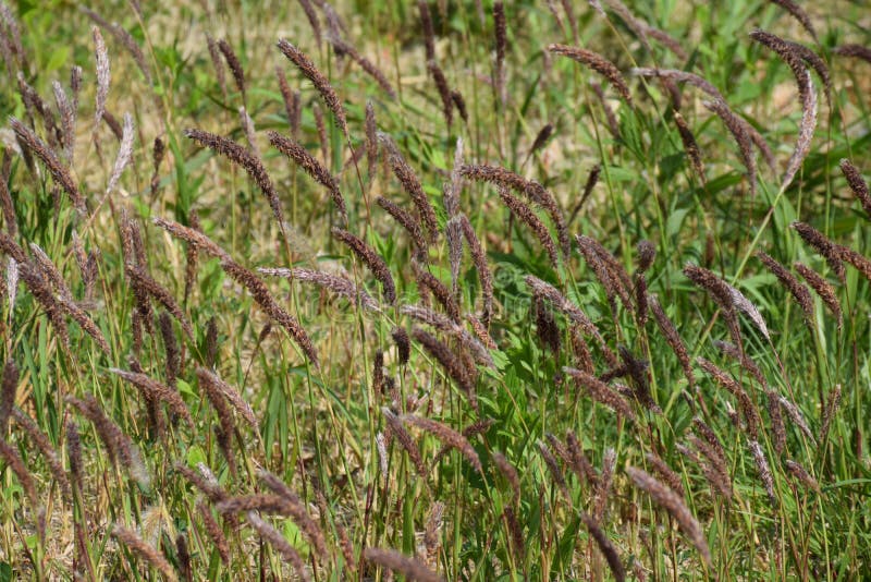 Cogon grass stock photo. Image of japan, blossom, detail - 114439914