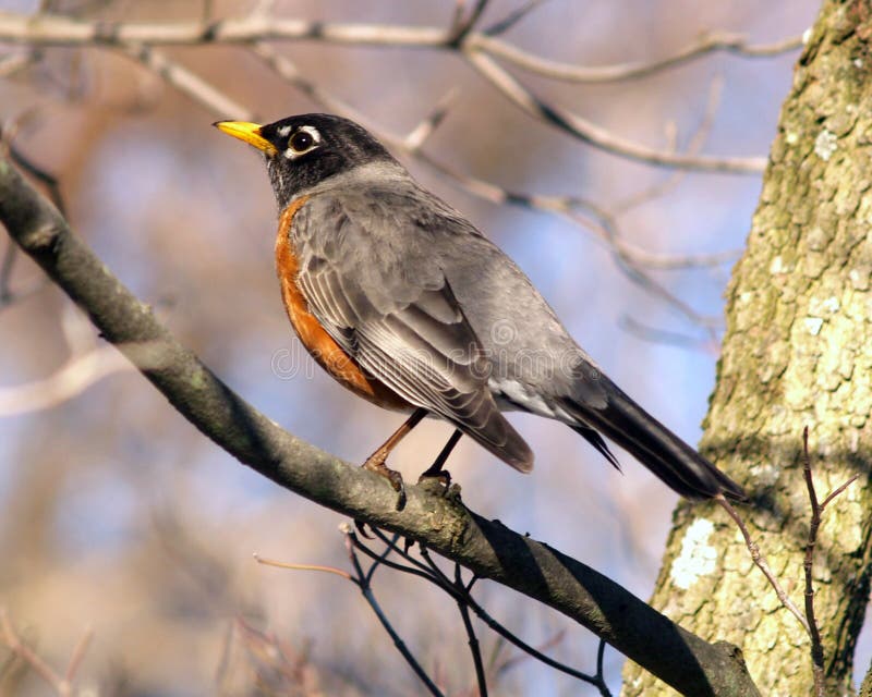 Spring Robin stock photo. Image of migration, bird, migratory - 4702298