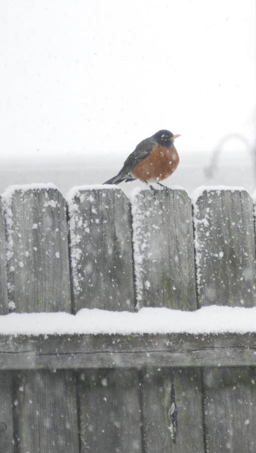 Robin Caught in Falling Snow. Stock Photo - Image of march, season ...