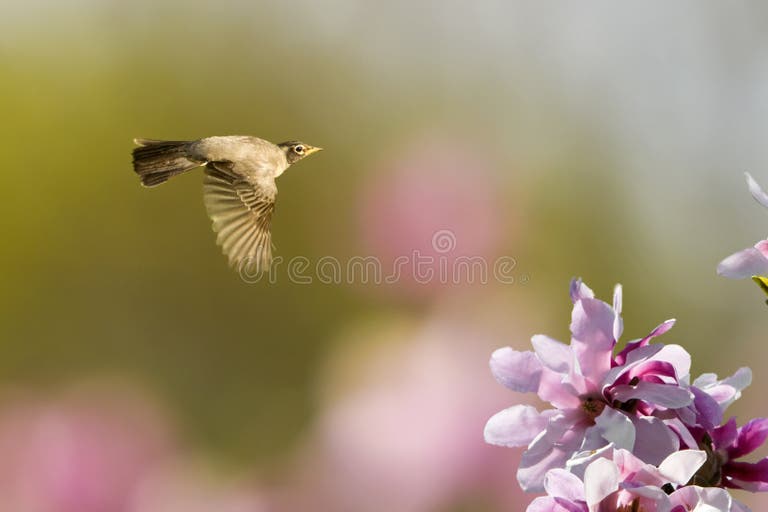 1,789 Robin Blossom Stock Photos - Free & Royalty-Free Stock Photos ...