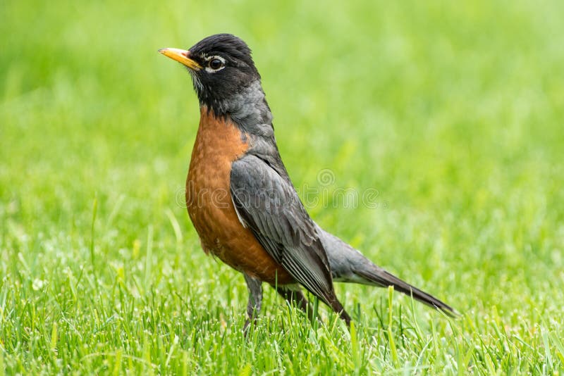 Spring Robin stock photo. Image of migration, bird, migratory - 4702298