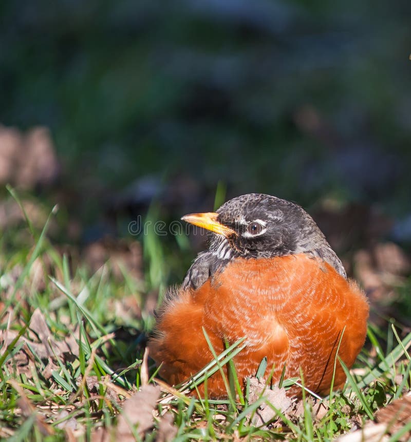 Spring Robin stock photo. Image of migration, bird, migratory - 4702298