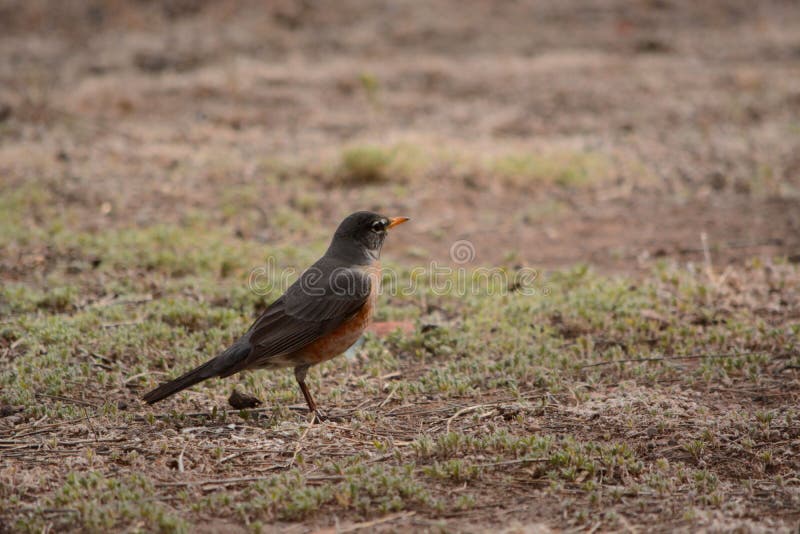 Spring Robin stock photo. Image of grey, field, nature - 53769292
