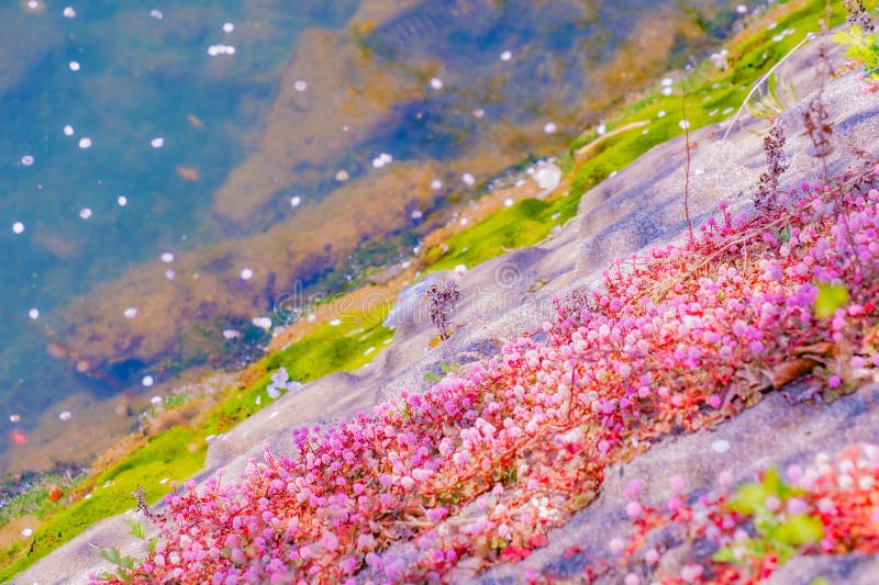 Spring rock and waterside stock photo. Image of flowering - 308857002