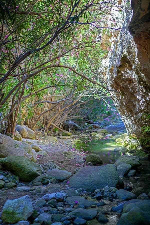 Spring stock photo. Image of forest, cyprus, cave, park - 195893780