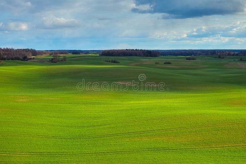 Spring Rolling Green Hills with Fields of Wheat. Stock Image - Image of ...