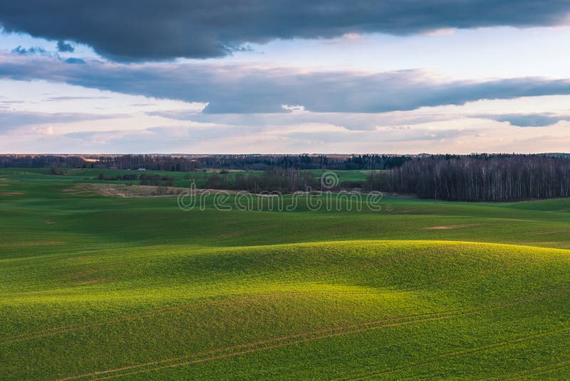 Spring Rolling Green Hills with Fields of Wheat. Stock Photo - Image of ...