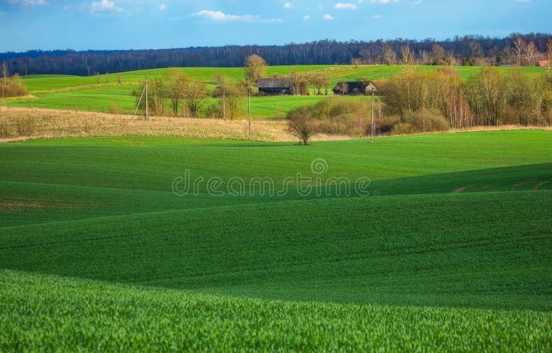 Spring Rolling Green Hills with Fields of Wheat and Village Stock Image ...
