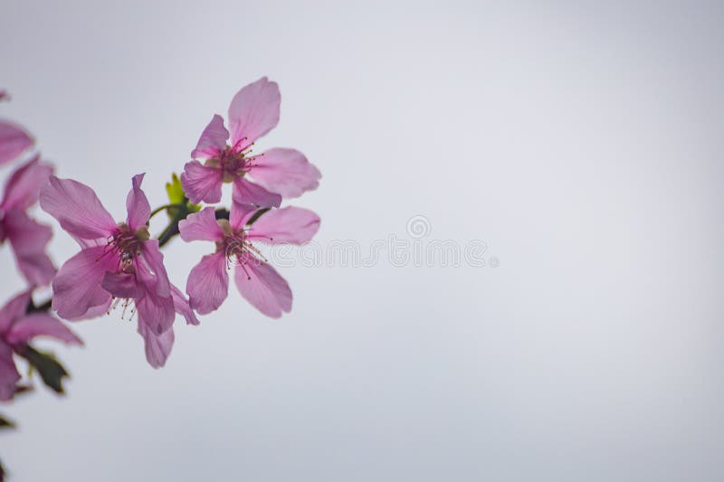 Spring Romance, the Beauty of Cherry Blossoms Stock Image - Image of ...
