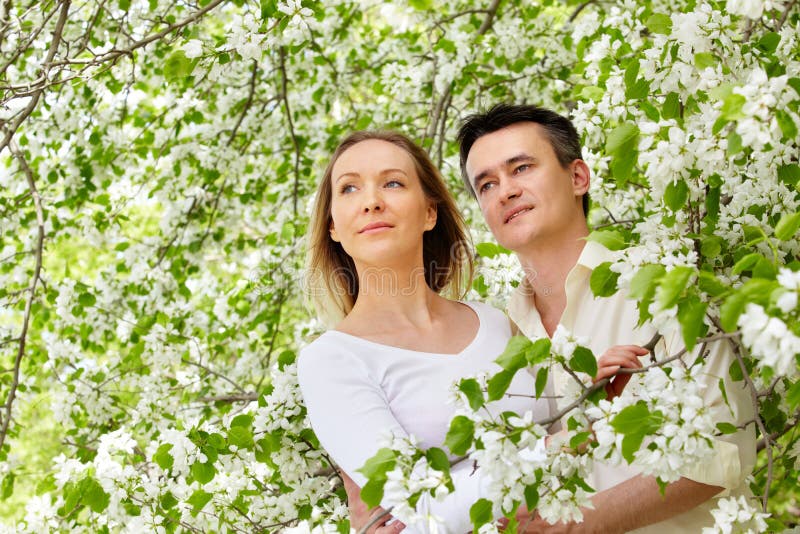 Spring romance stock photo. Image of love, branch, park - 56449140