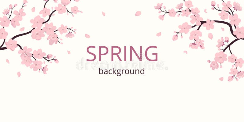 Spring Romantic Sakura Branches with Falling Petals on White Background ...
