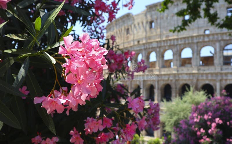 Spring in Rome, Pink Flowering Trees Against the Background of the ...