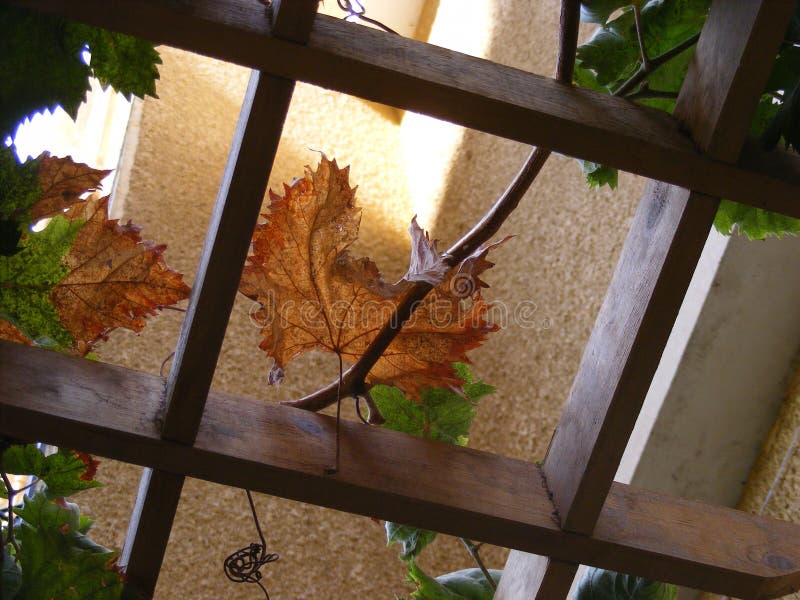 Spring roof leaf stock photo. Image of roof, glass, plant - 51271216