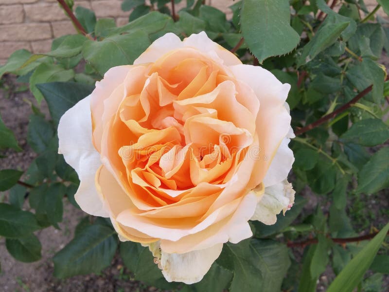 Spring Rose stock image. Image of petals, plants, yellow - 54414531