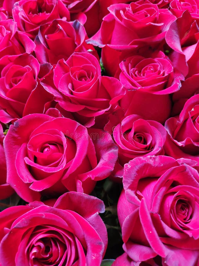 Spring Rose Flower Blossom Red Bouquet Plant Stock Image - Image of ...