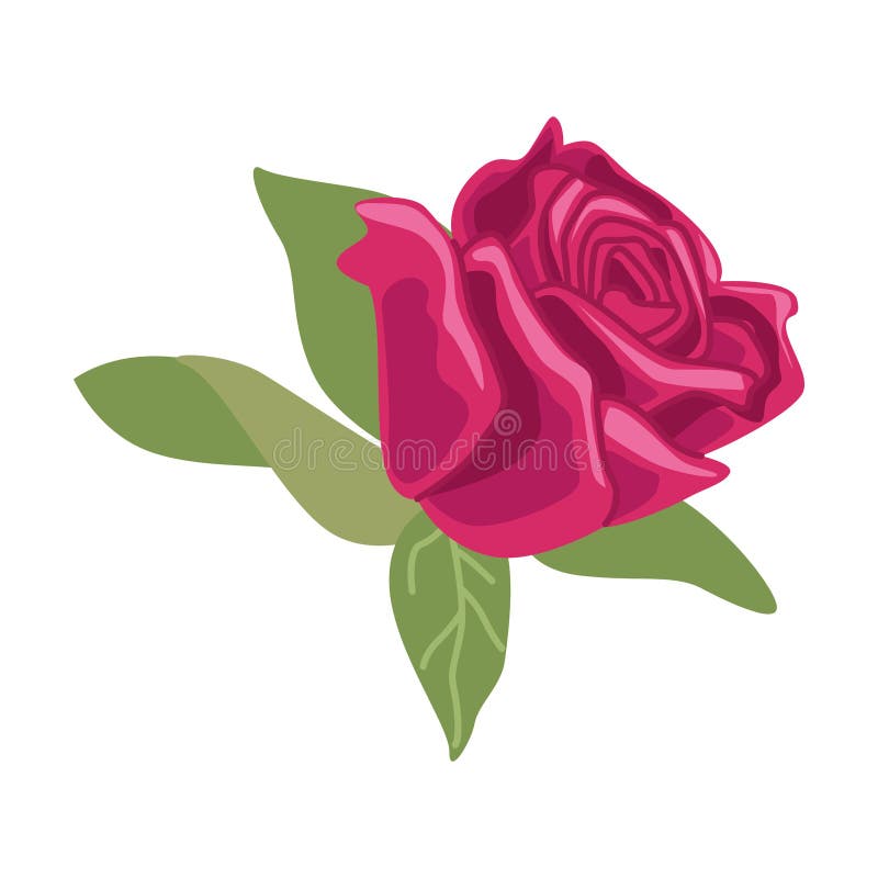 Spring rose flower stock vector. Illustration of color - 221865980