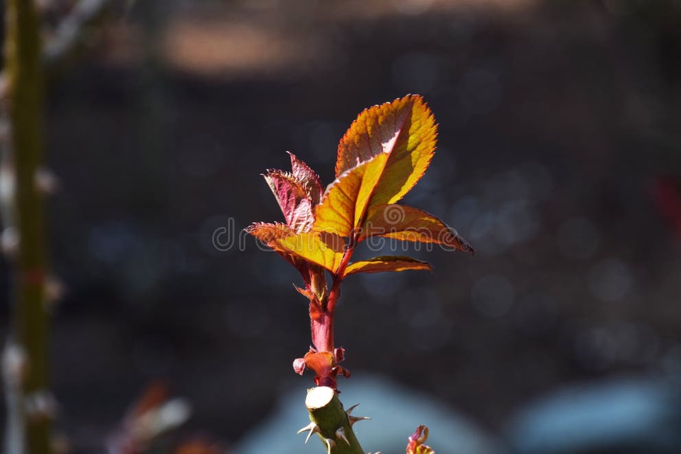 Shoots of rose stock photo. Image of leaf, gardenshoots - 111931136