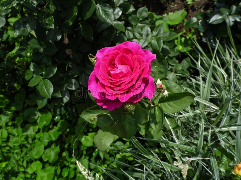 Spring pink rose stock photo. Image of pink, beautiful - 230934690