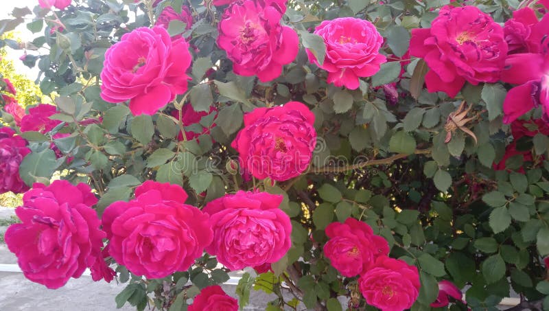 Spring rose stock image. Image of spring, rose, fresh - 164612663