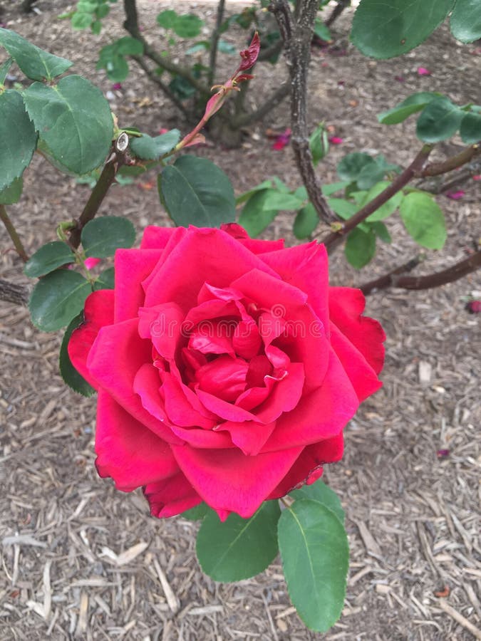 Spring Rose stock image. Image of spring, bloomed, fully - 68618957