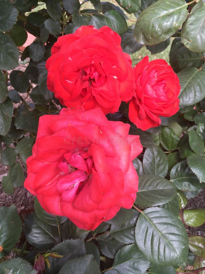 Spring Rose stock photo. Image of spring, season, beauty - 68618856