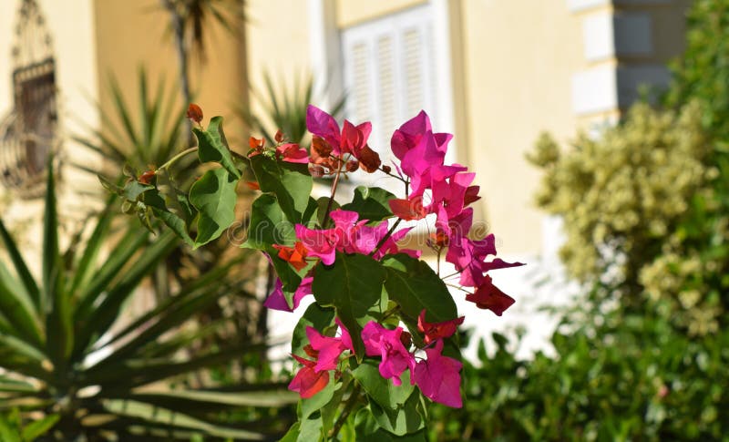 Spring roses stock photo. Image of spring, summer, roses - 108007294