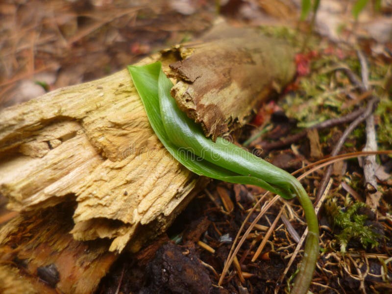 Spring Row 3 stock photo. Image of streams, drake, river - 43235468