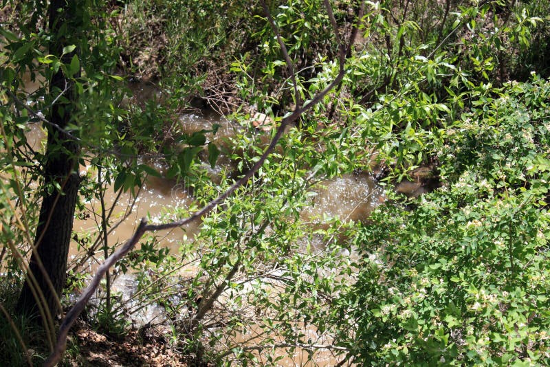 A Spring Run Off stock photo. Image of plants, branches - 71520712