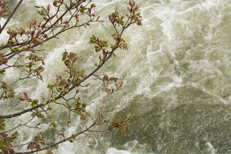 Spring Runoff stock image. Image of overhanging, white - 40089845