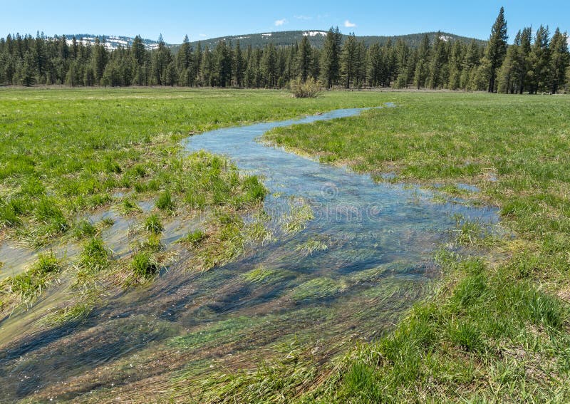 Spring Runoff in the Sierra Nevada Stock Photo - Image of grasses ...