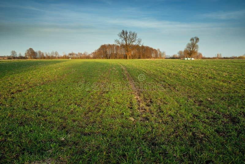 Spring Rural Field with Young Green Plants Stock Image - Image of ...
