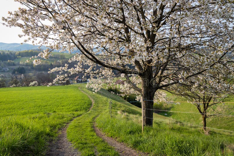 Spring Rural Landscape Motif Stock Image - Image of blossom, nature ...