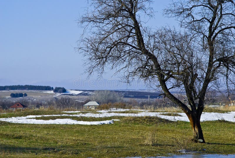 Spring Rural Landscape with a Tree Stock Photo - Image of green, slope ...