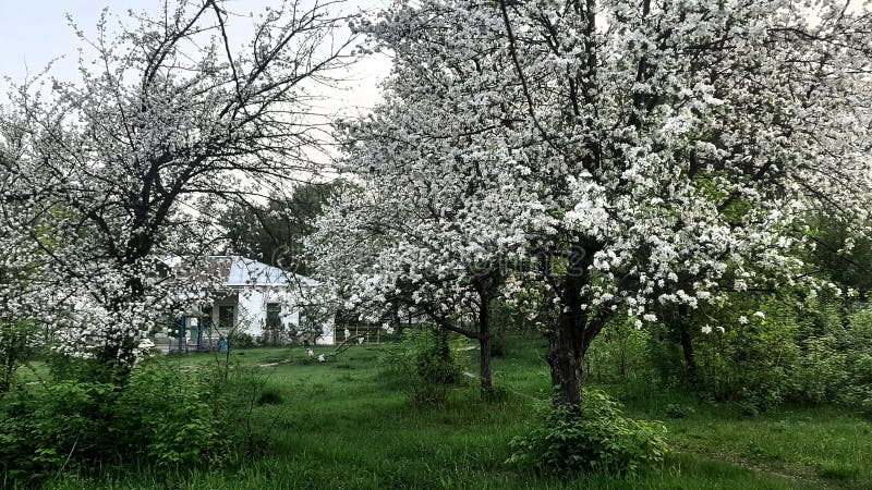 Spring in Russia stock photo. Image of cherry, green - 218473520