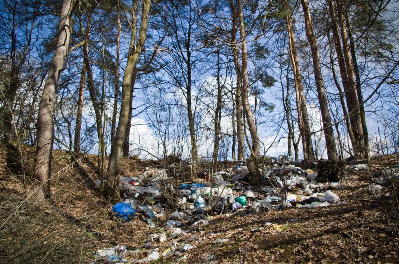 Spring in the Russian Forest. Stock Image - Image of grove, bottle ...
