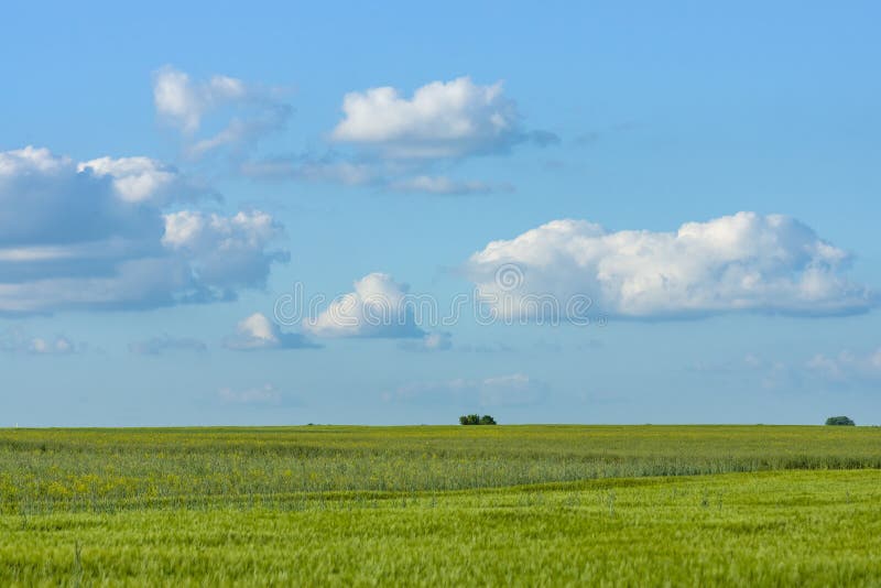Spring rye field. stock image. Image of field, spring - 111252239