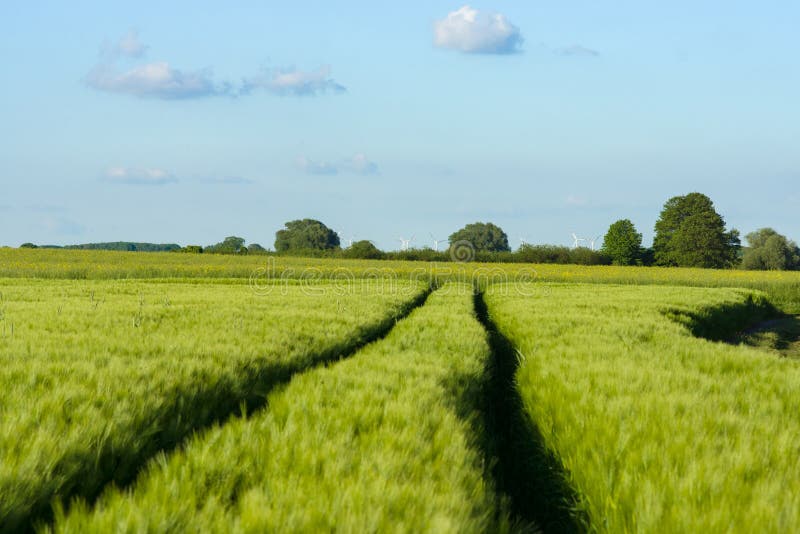 Spring rye field. stock photo. Image of plant, meadow - 111252304