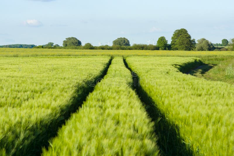Spring rye field. stock image. Image of sunny, vastness - 111252313