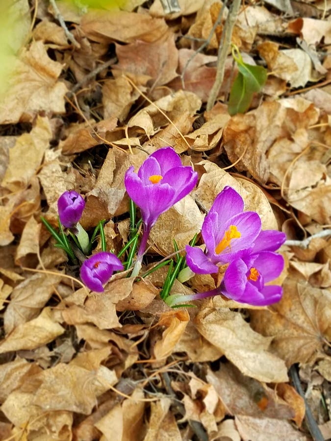 Spring& X27;s Arrival in Bloom Stock Image - Image of leaves, purple ...