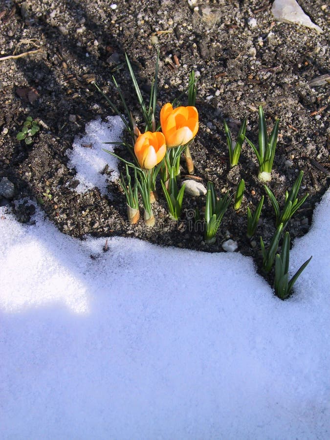 Spring s coming stock image. Image of crocus, winters, arriving - 73463