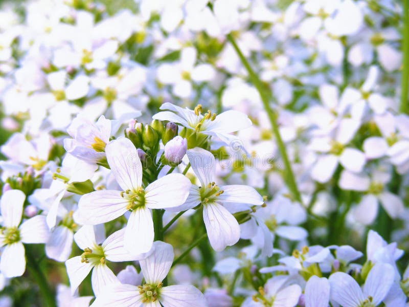 Spring it s here! stock photo. Image of objects, flowerflower - 13920822