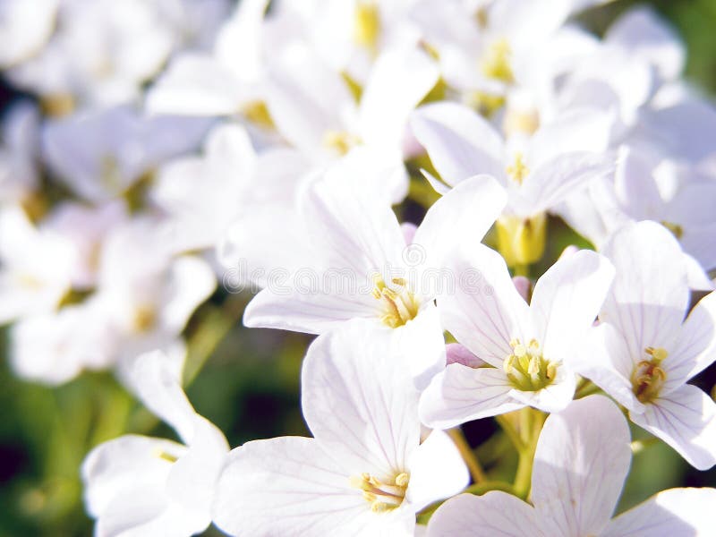 Spring it s here! stock photo. Image of objects, nature - 13920824