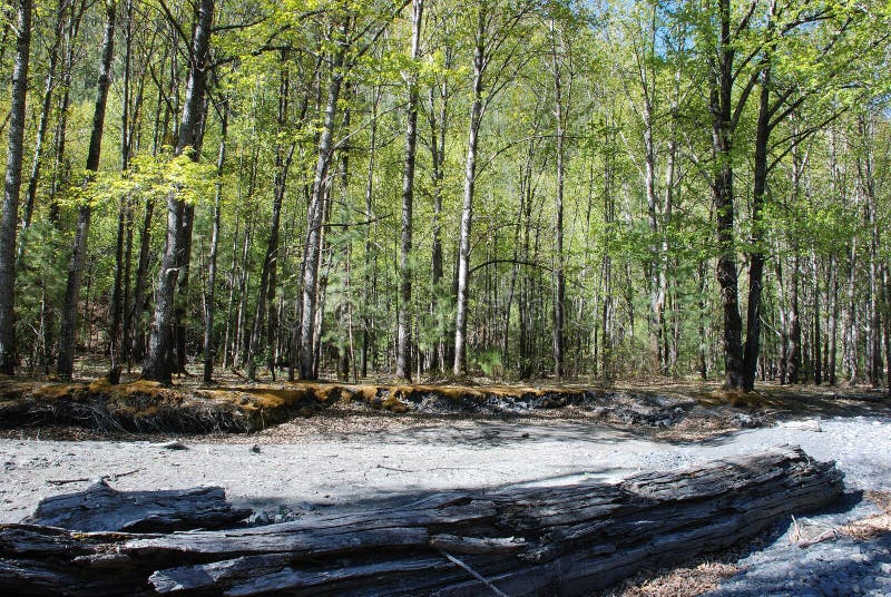 Spring s woods stock image. Image of luxuriant, forest - 7281599